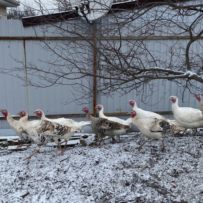 Индюки живым весом