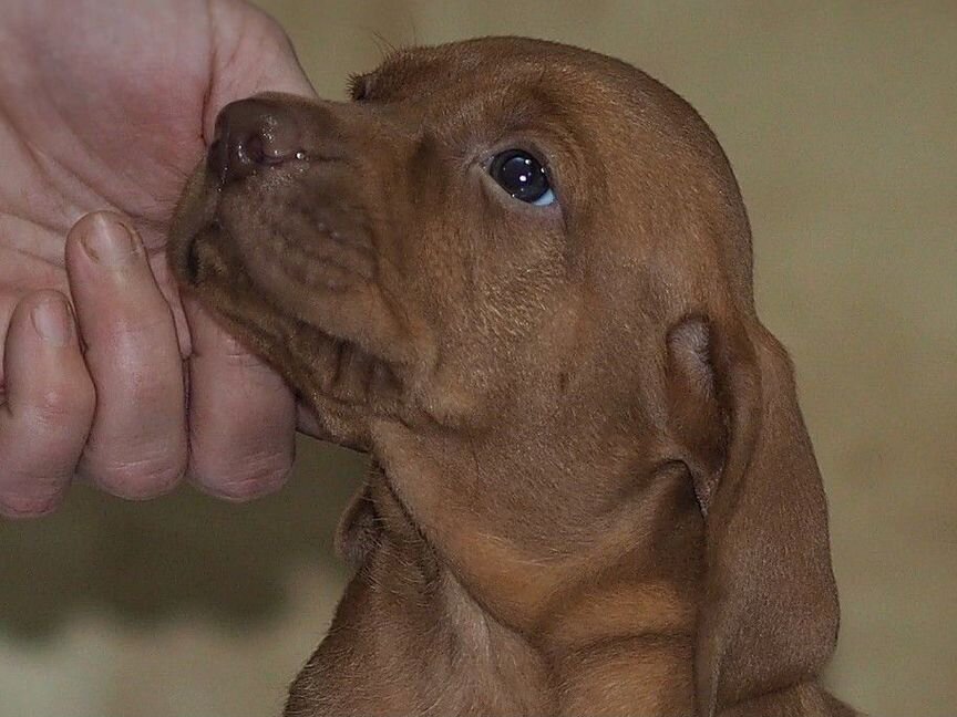 Щенки венгерской выжлы