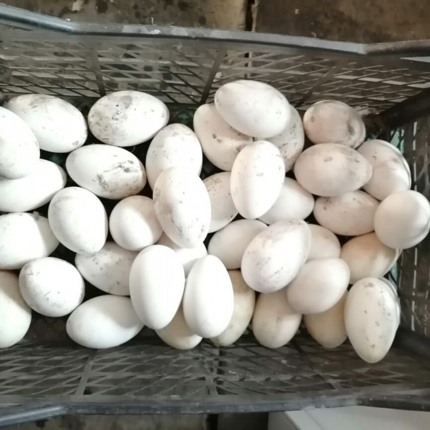 Яйцо гусиное