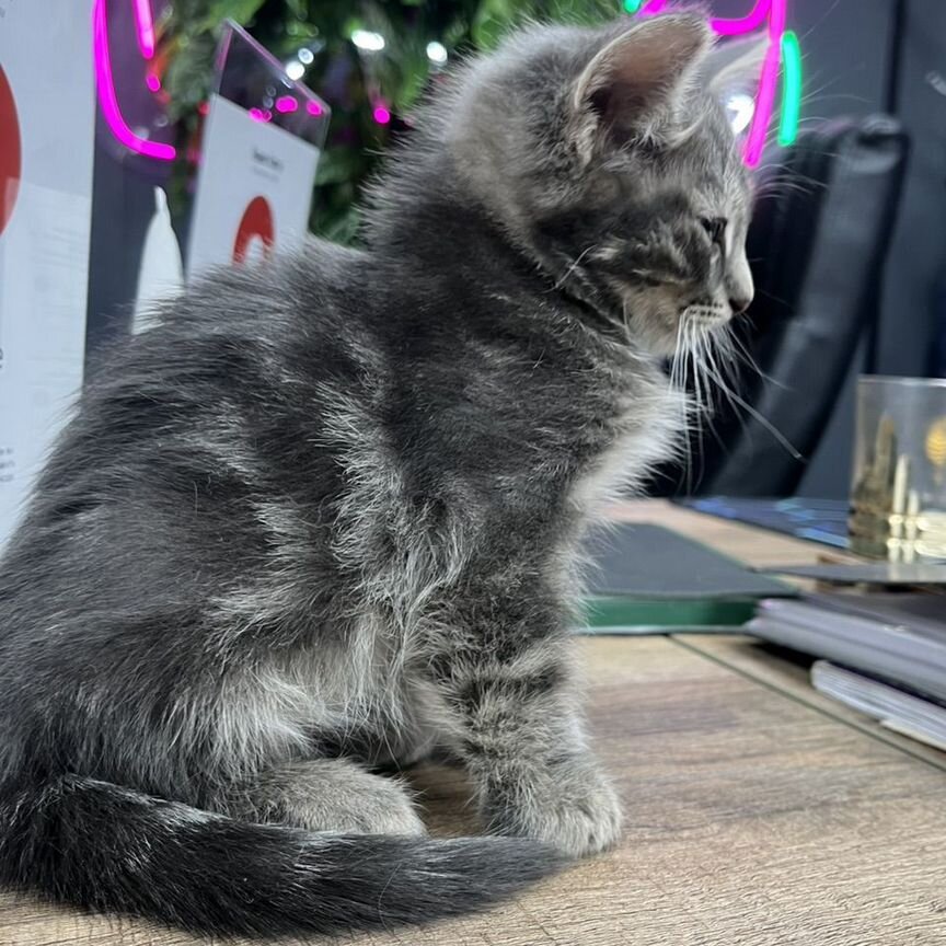 Котик маленький бесплатно мальчик