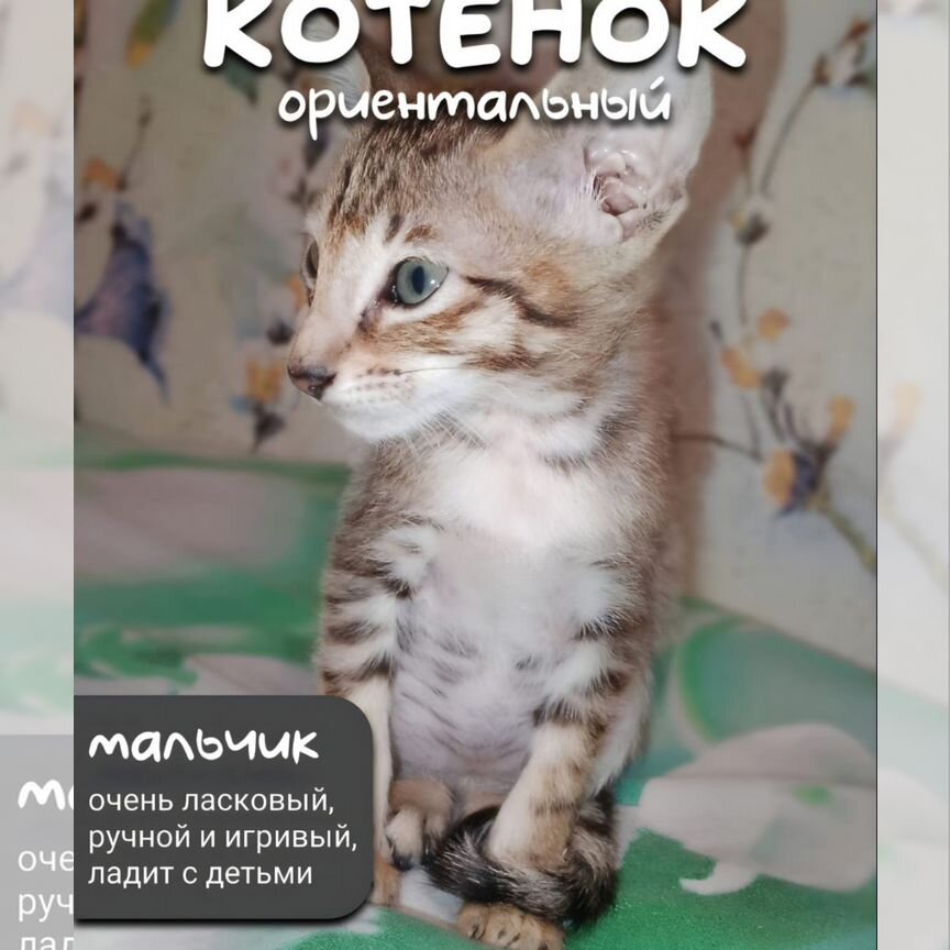 Ориентальный котёнок