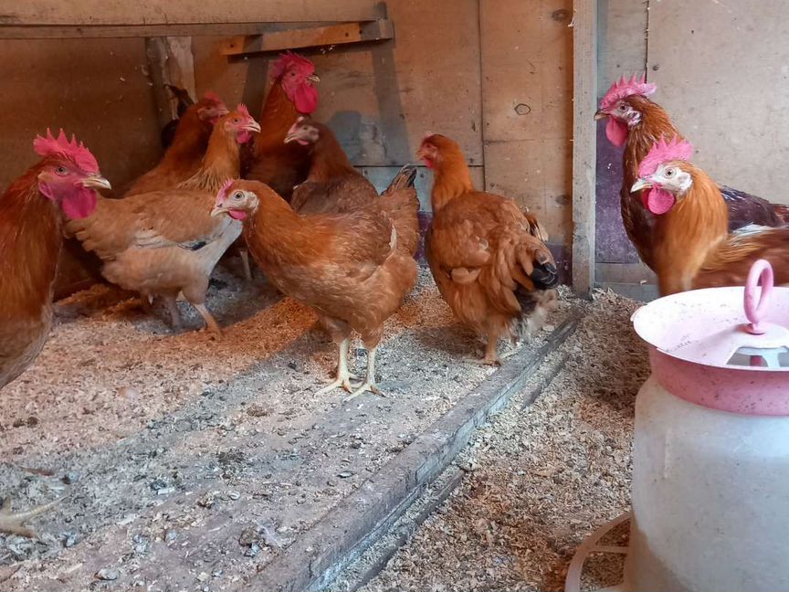 Венгерский великан