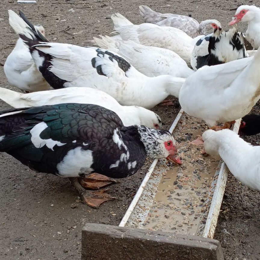 Мускусные утки