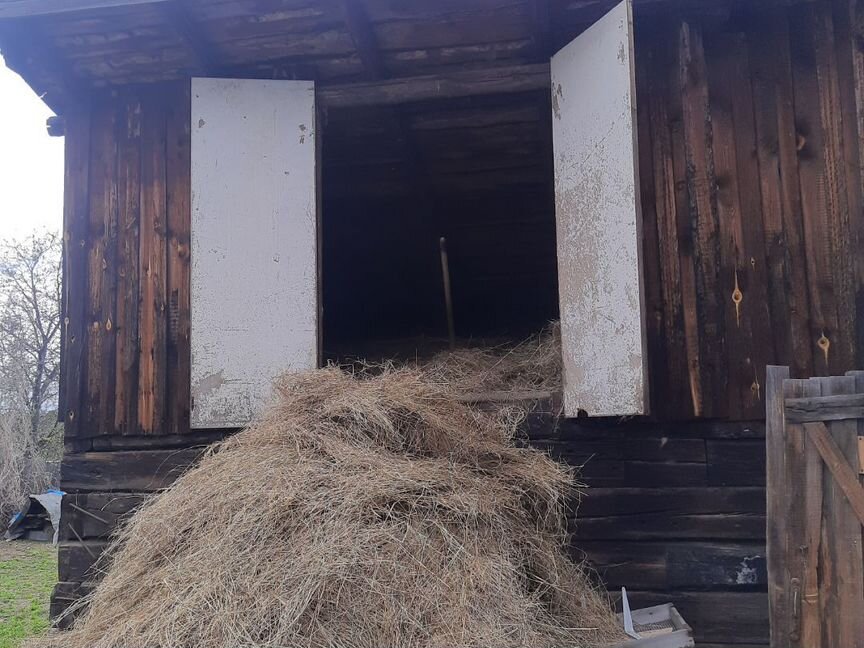 Сено бесплатно