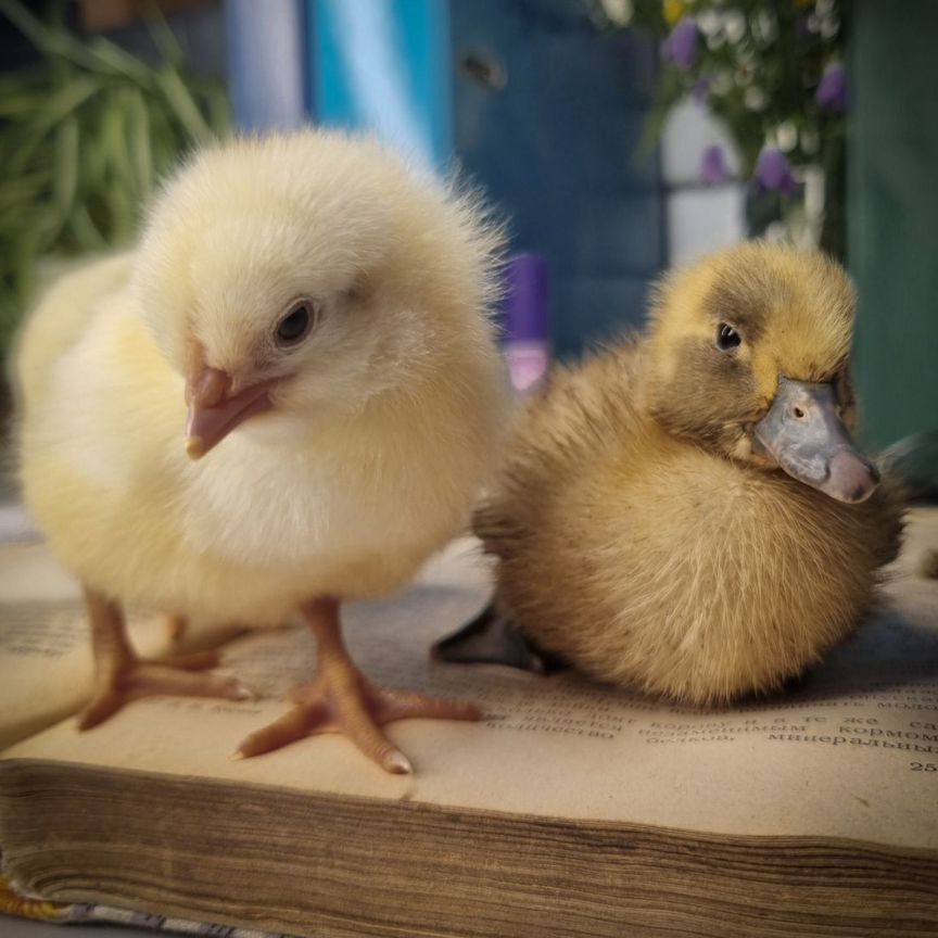 Суточные индюшата, гусята, утята