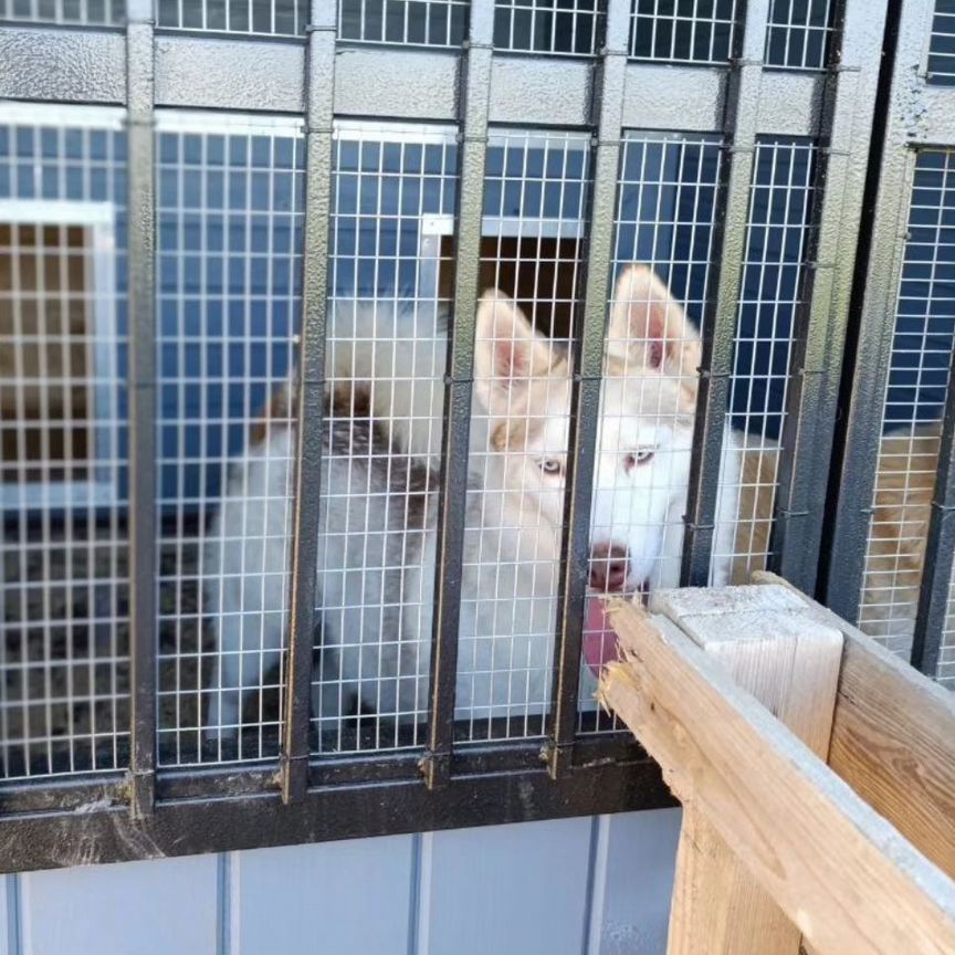 Хаски Торес грустит взаперти в клетке