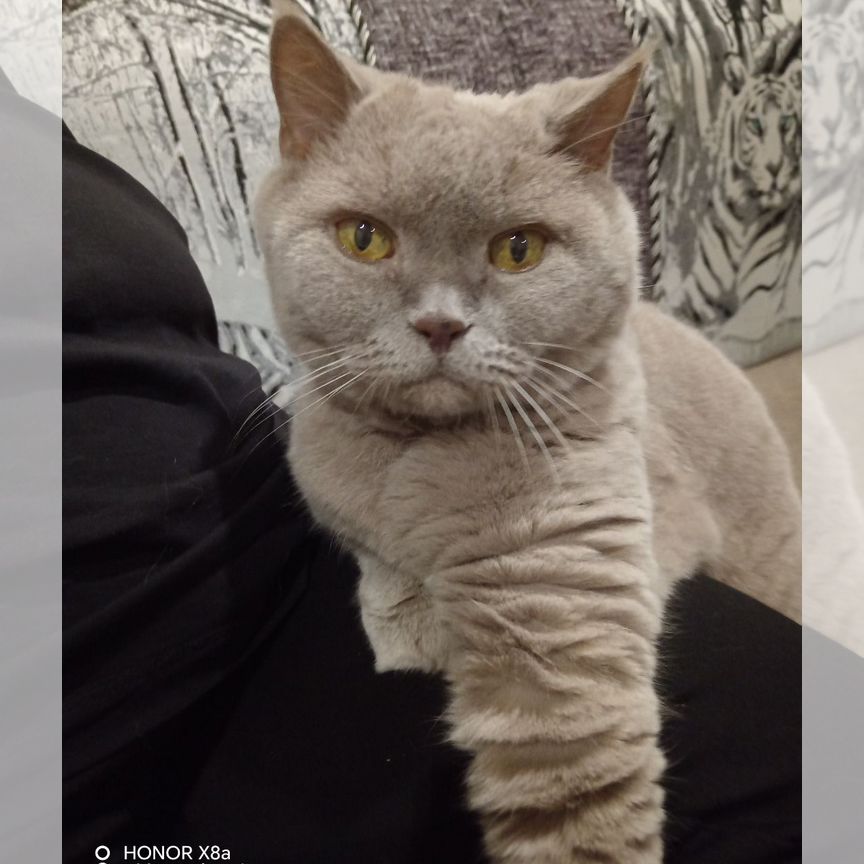 Британский короткошёрстный, взрослый кот