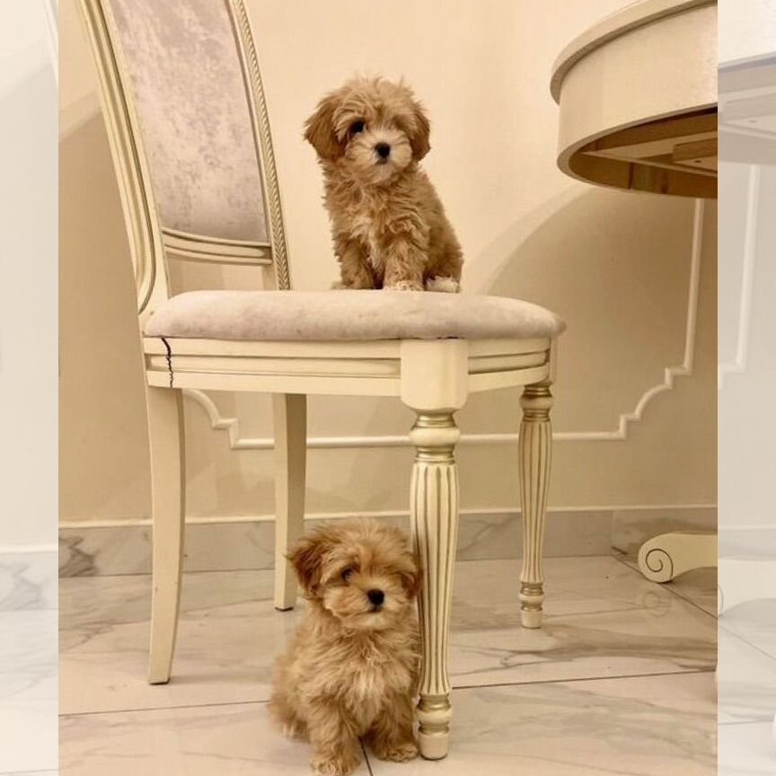 Мальтипу, щенок