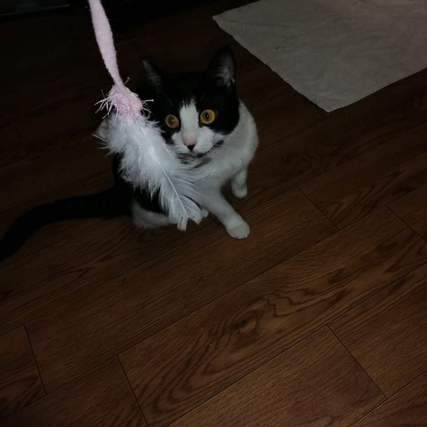 Кошка в поисках семьи