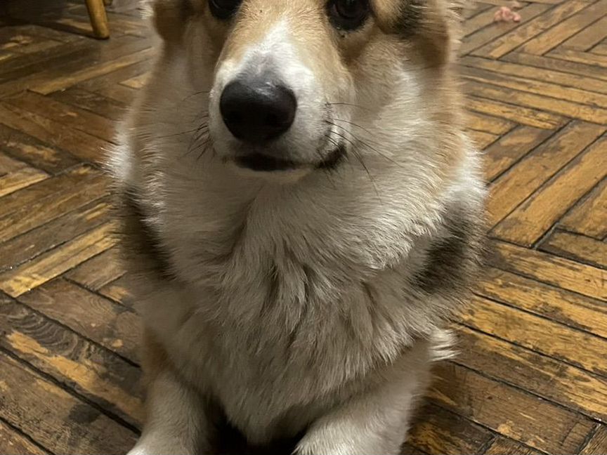 Отдам корги в добрые руки