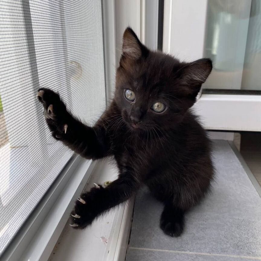 Котенок в добрые руки