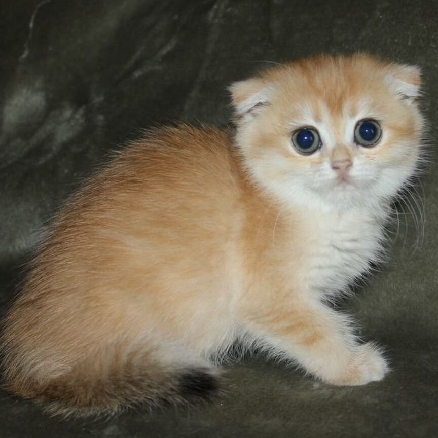 Шотландский вислоухий короткошёрстный котёнок