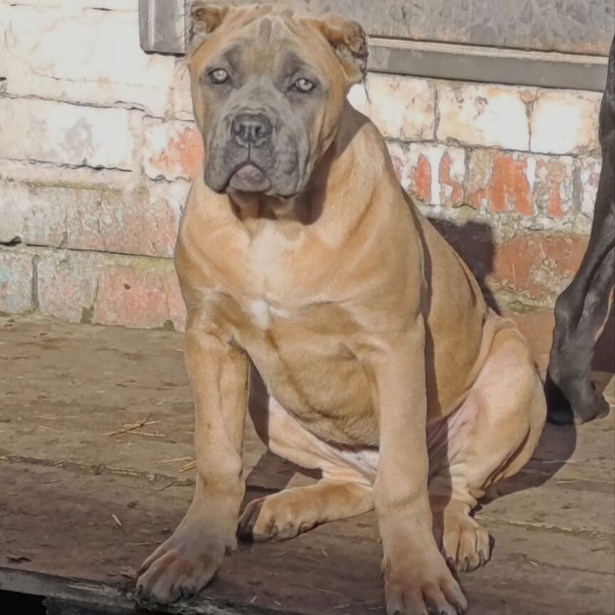 Кане-корсо, щенок