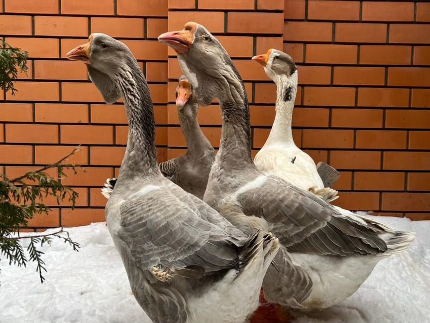 Холмогорские гуси