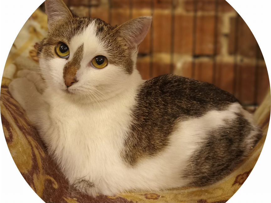 Котенок Мия ждёт в приюте