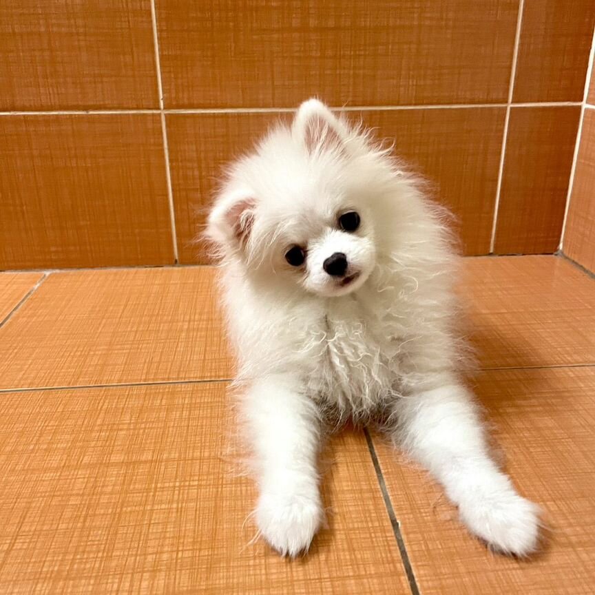 Немецкий шпиц