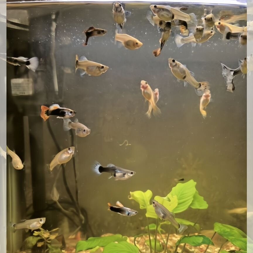 Аквариумные рыбки гуппи