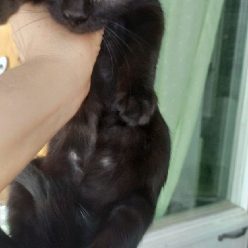 Котенок