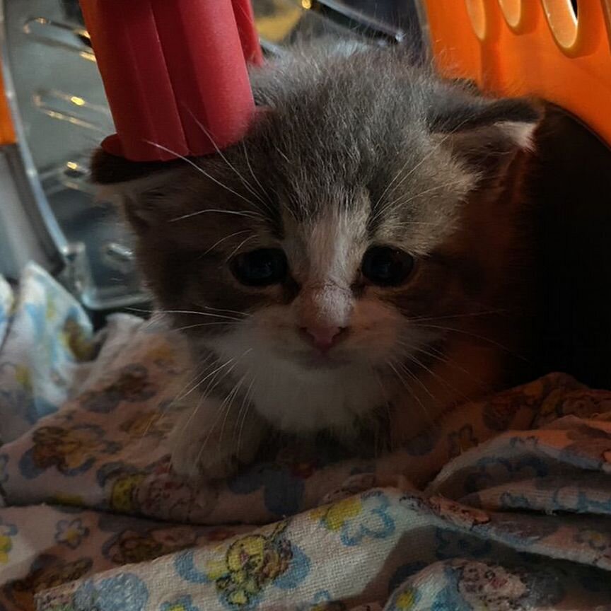 Котята в добрые руки бесплатно мальчик