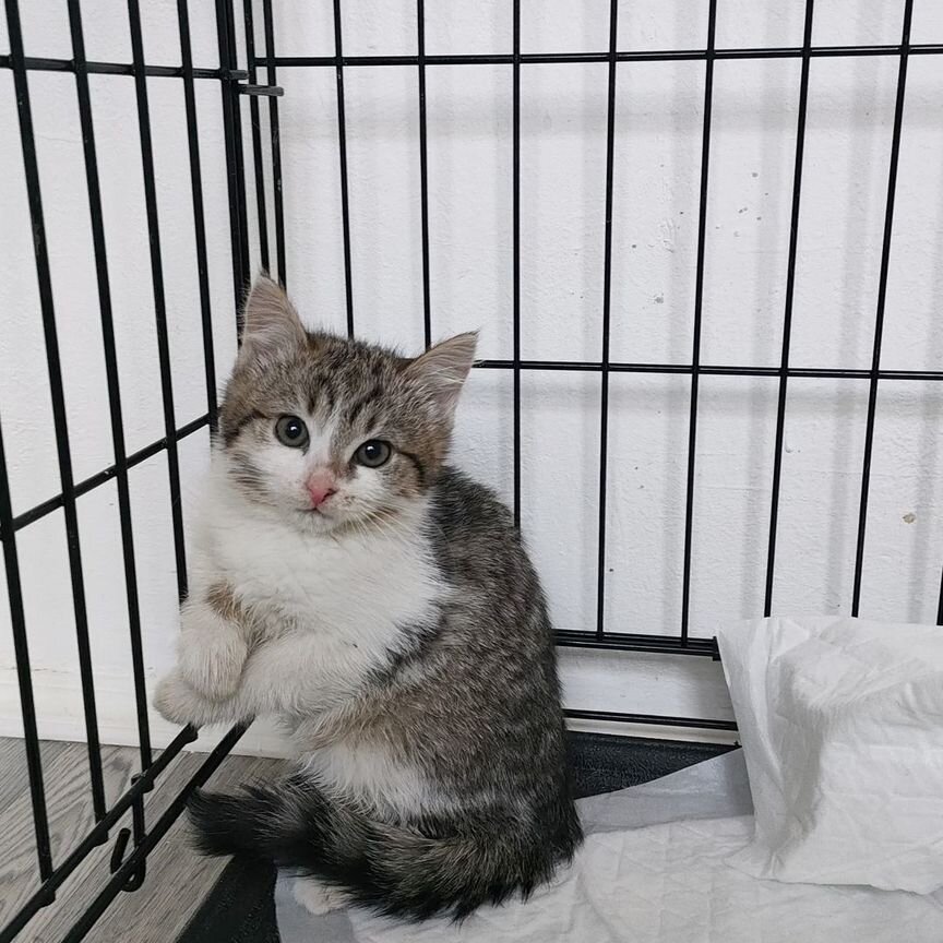 Котенок 1.5 месяца
