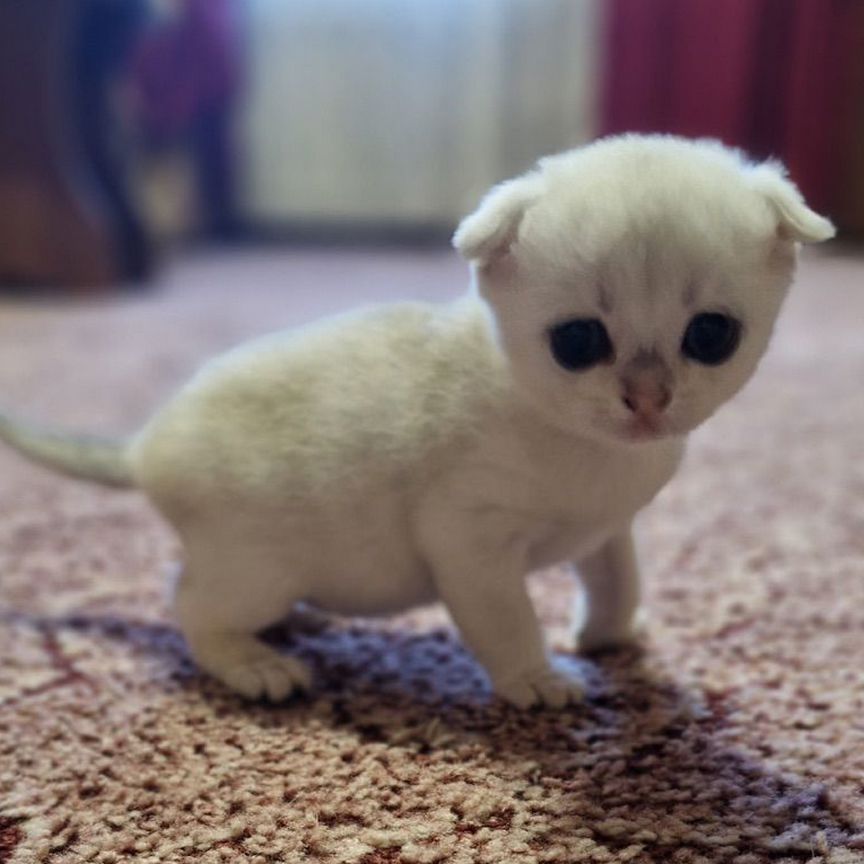 Британский длинношёрстный котёнок