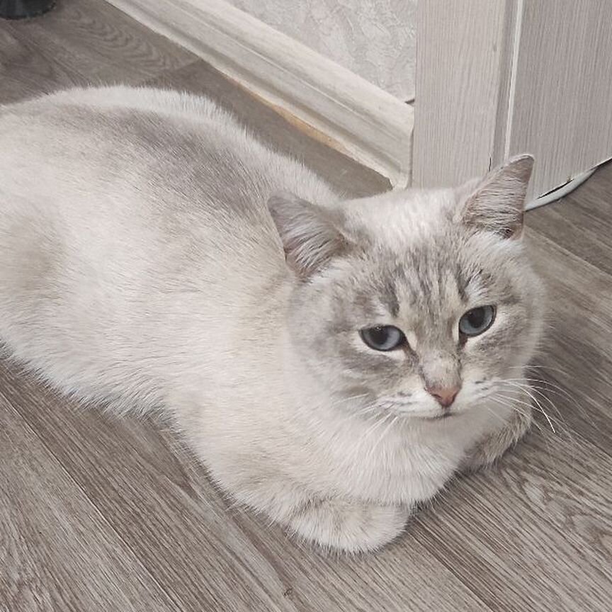 Тайский котёнок