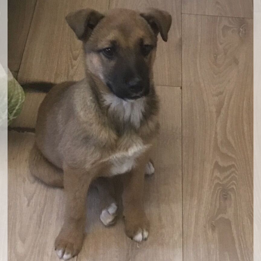 Красивая счастливая девочка ищет дом