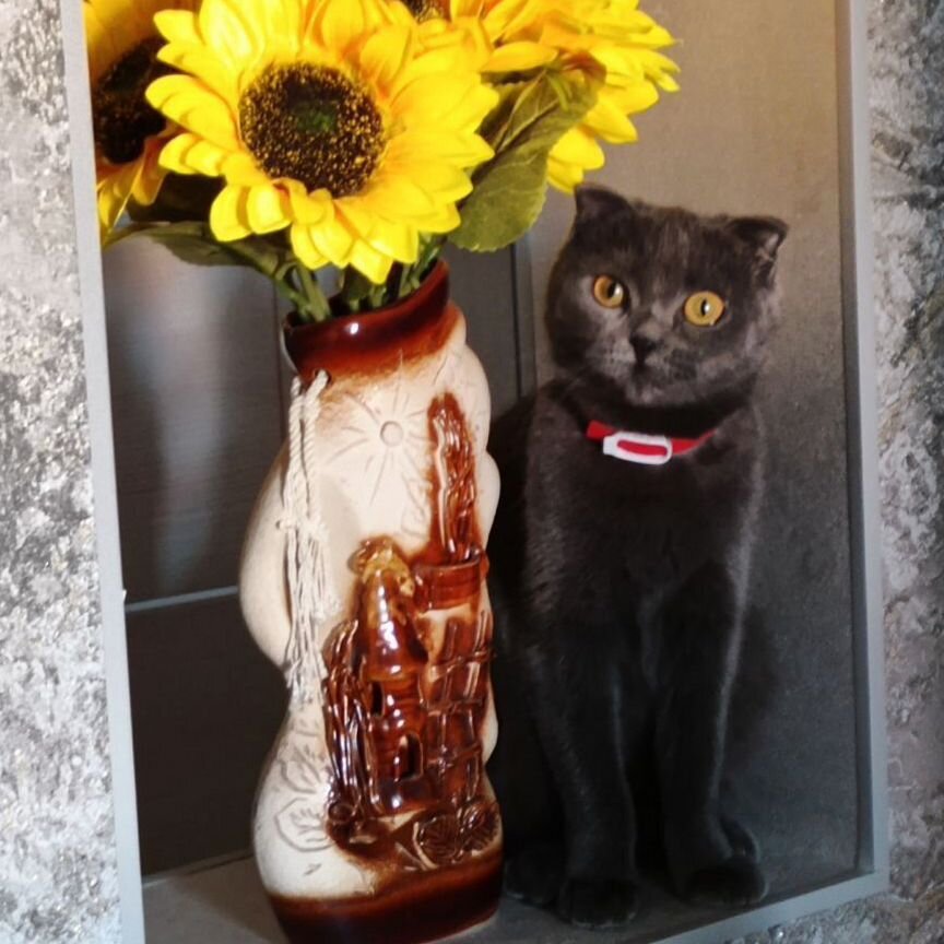 Британский короткошёрстный котёнок