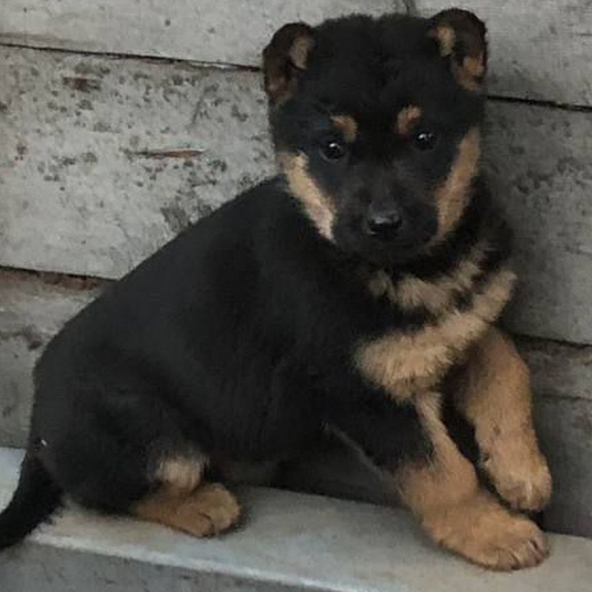 Немецкая овчарка, щенок