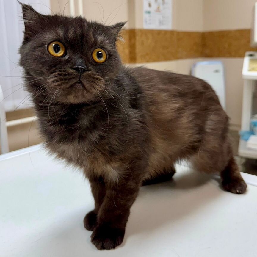 Шотландская прямоухая короткошёрстная кошка, взрослая