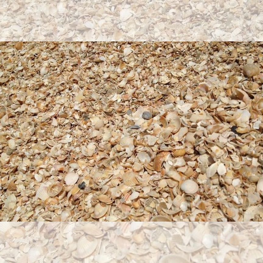 Ракушка морская кормовая