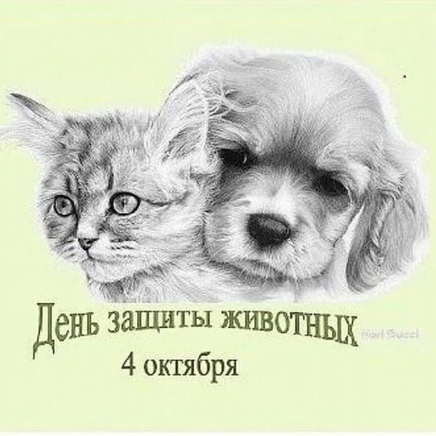 Люди помогайте бездомным животным