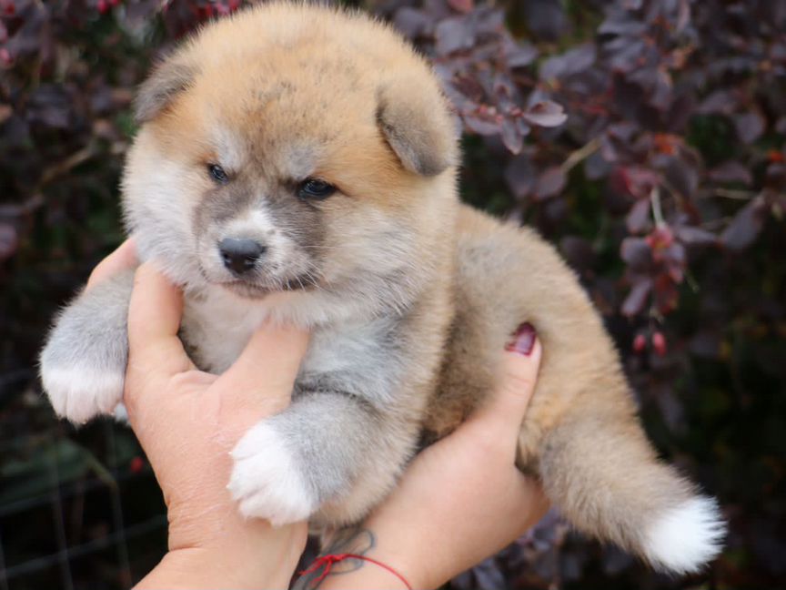 Акита ину малыши к Новому году