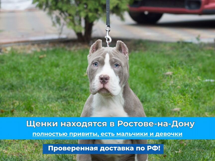 Щенки Американский булли