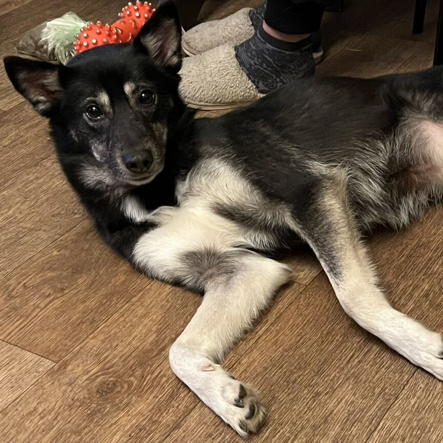 Взрослая собака в добрые руки