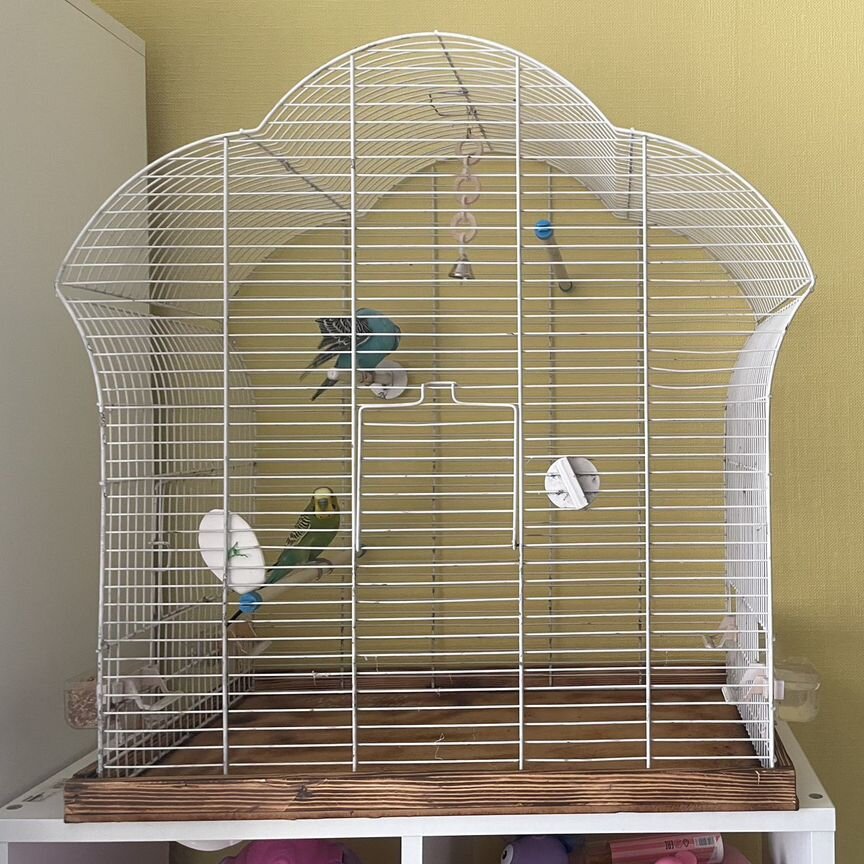 Волнистый попугай