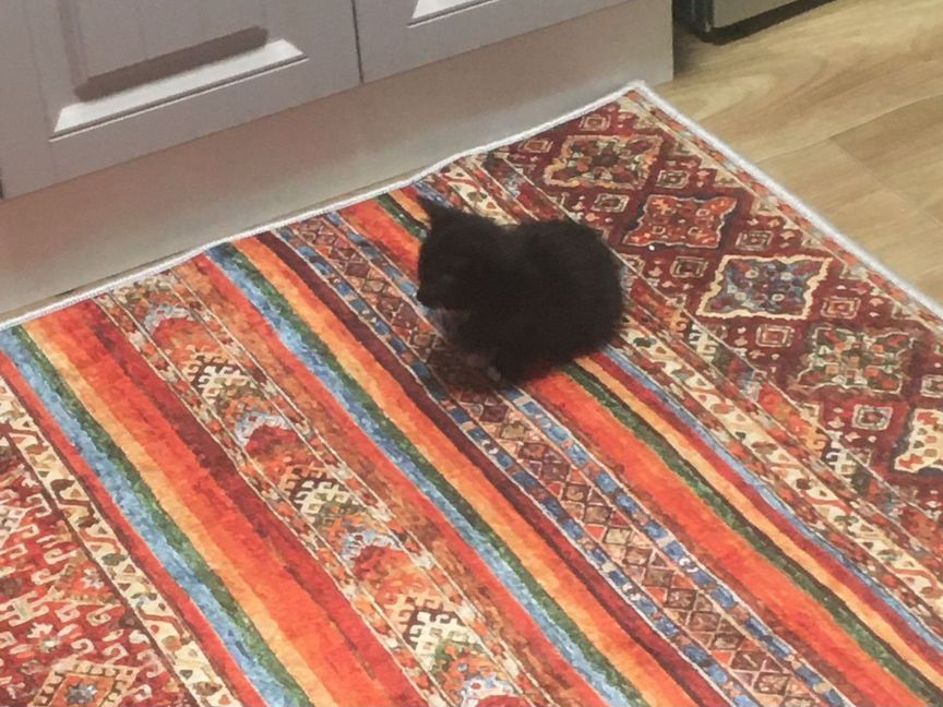 Котята в добрые руки бесплатно