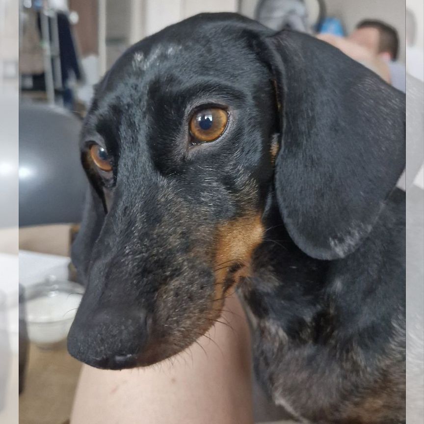 Взрослая такса