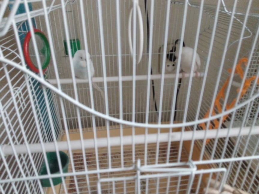 Птенцы волнистый попугай