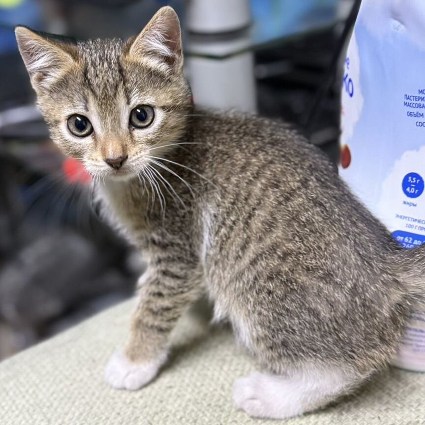 Котёнок в добрые руки