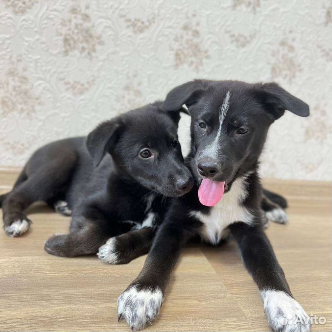 Щенки хаски лайки