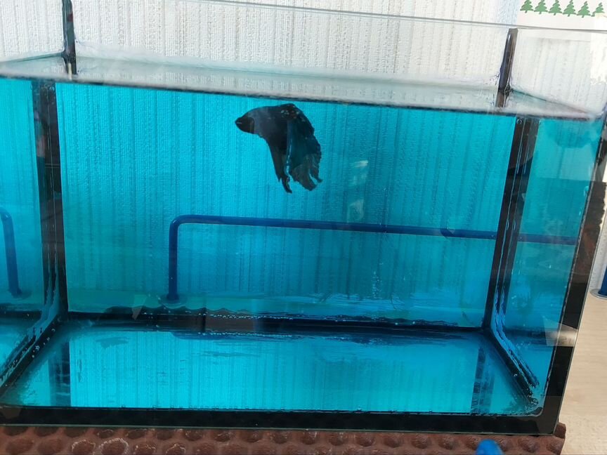 Рыбка петушок+аквариум