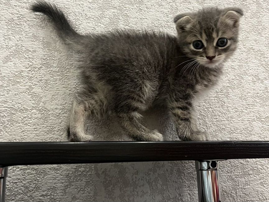 Котенок в добрые руки