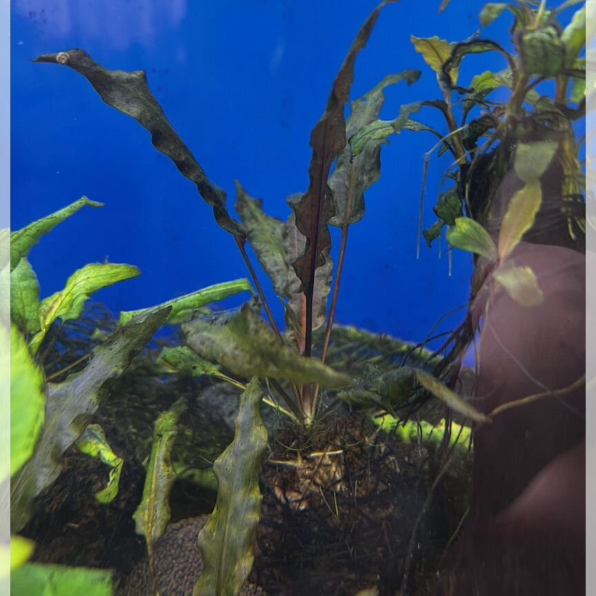 Криптокорина