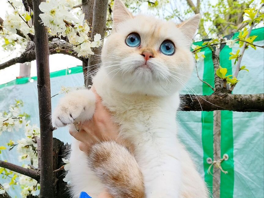 Колор поинт с голубыми глазами