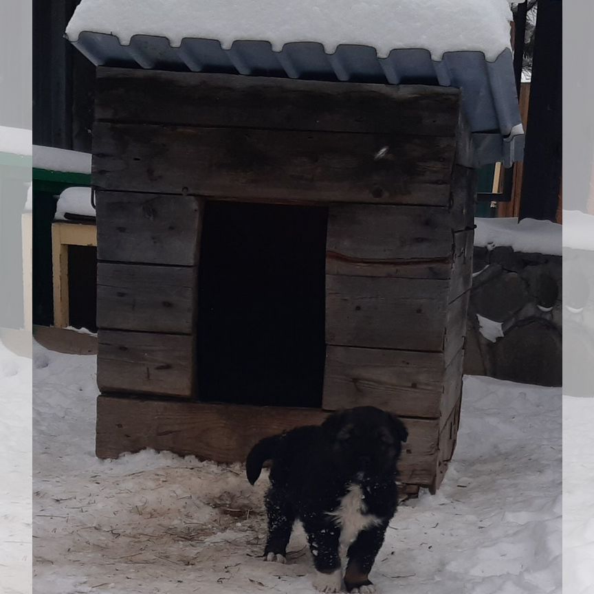 Бордер-колли, щенок