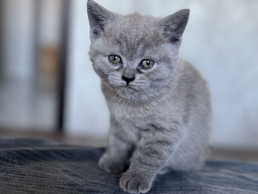 Котята Шотландские прямоухие
