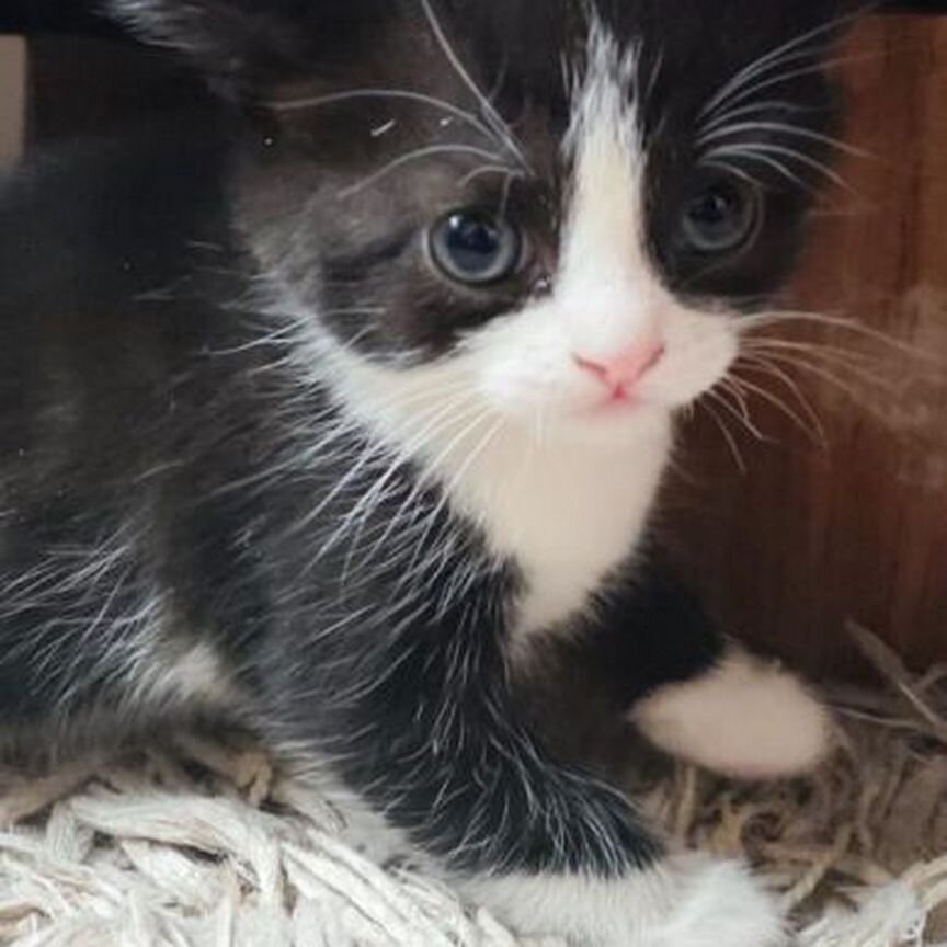 Котики бесплатно