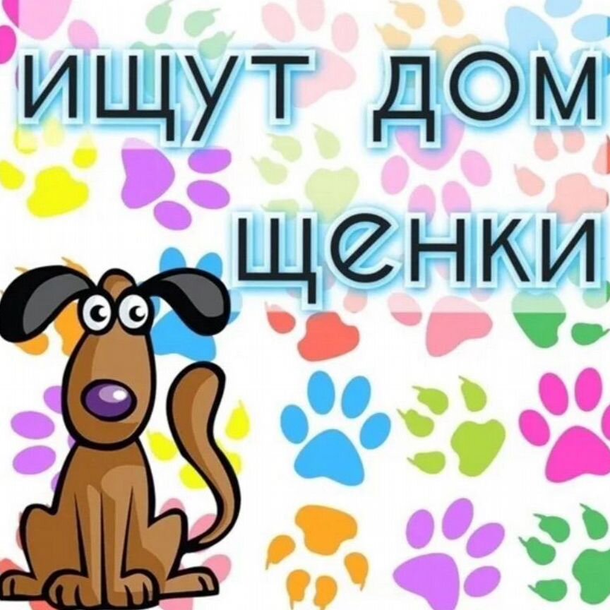 Щенки