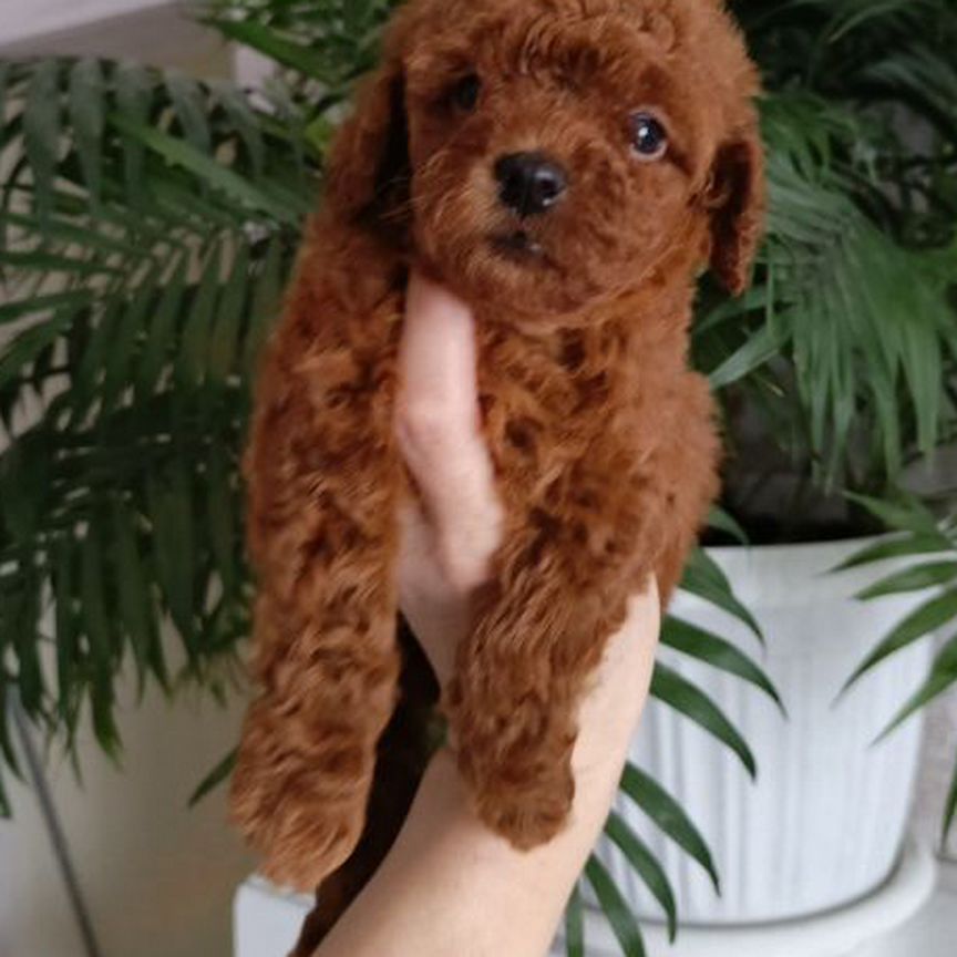 Той-пудель, щенок